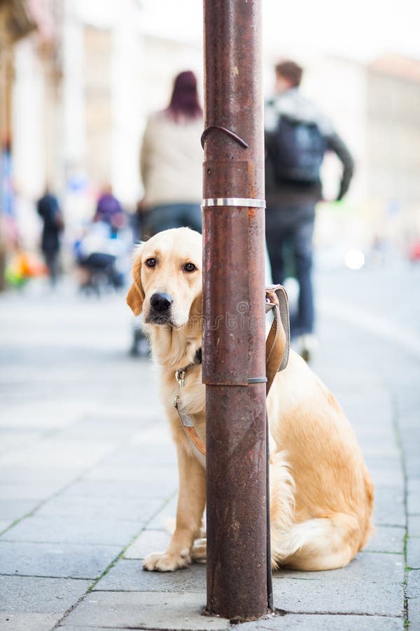 Cute Dog Waiting Patiently for His Master Stock Photo - Image of ...