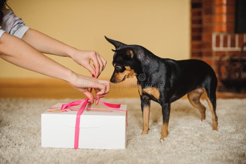 Cute Dog Watching Present Box Being Opened Stock Photo - Image of ...