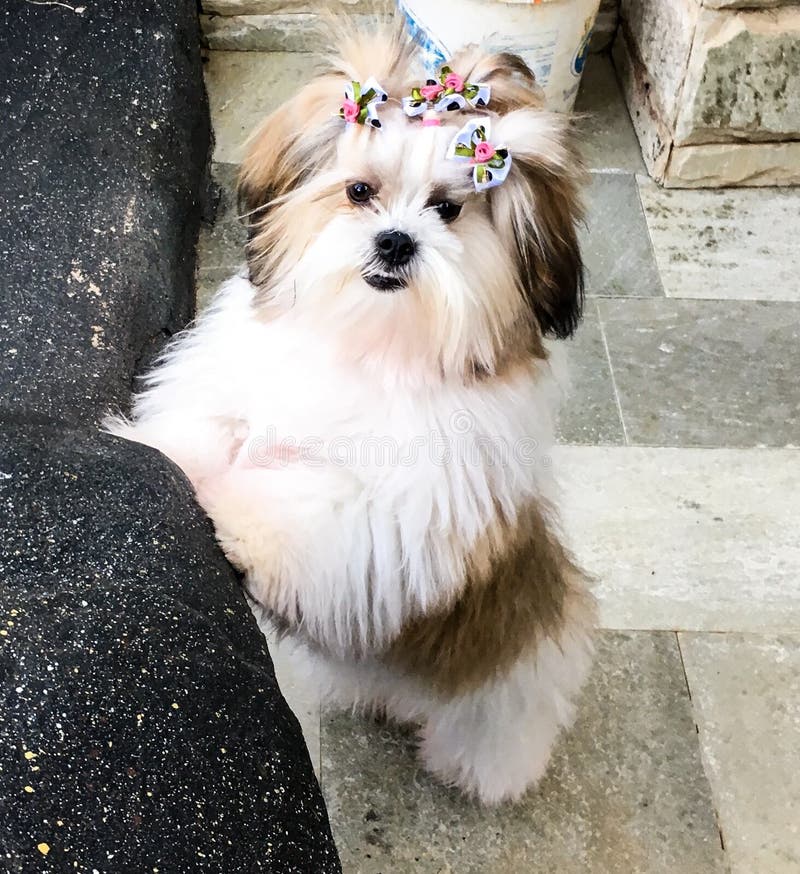 Shin Tsu Stock Photos - Free & Royalty-Free Stock Photos from Dreamstime