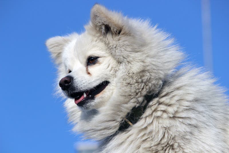 Samoyed Dog Howling Portrait Stock Photo - Image of companion, grass ...