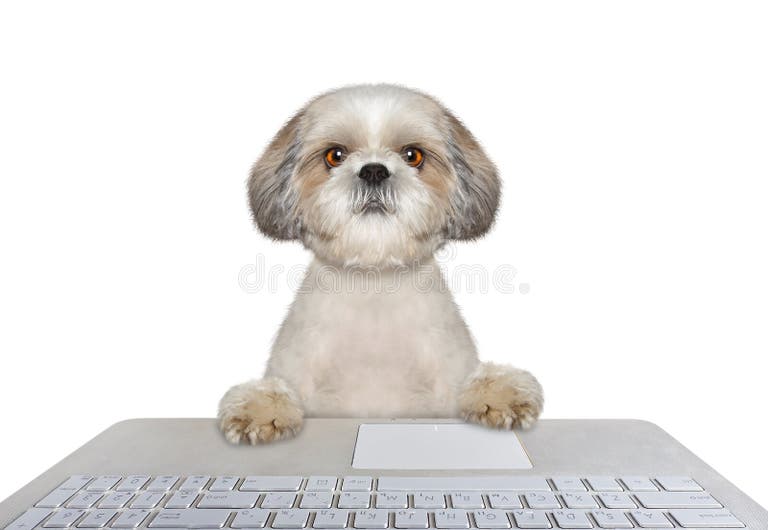 Cute Dog Working on the Computer Stock Photo - Image of shitzu, puppy ...