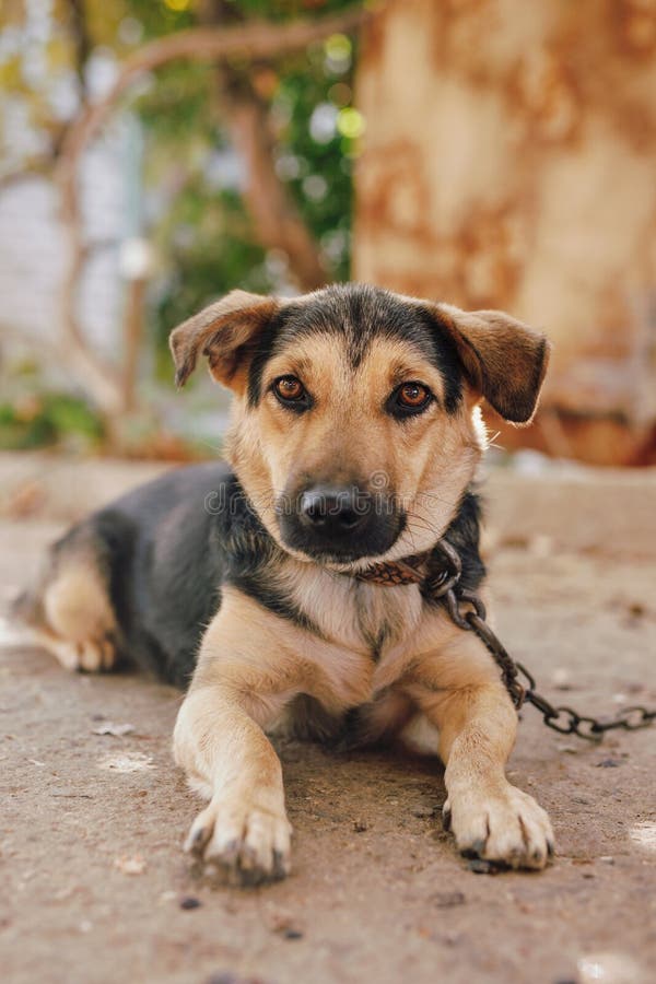 A Cute Dog in the Yard on a Chain Stock Image - Image of young, grass ...
