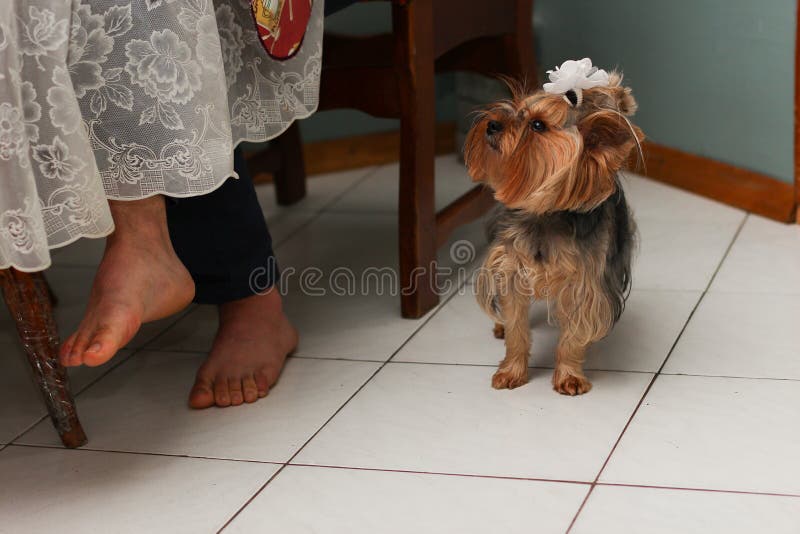 Cute doggie stock image. Image of doggie, cute, view - 41890073