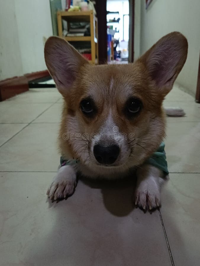 Cute doggo stock image. Image of rest, doggie, doggo - 264802559