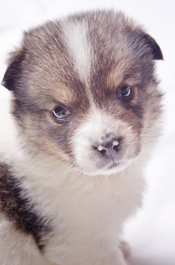 Cute doggy stock image. Image of white, young, canine - 29122475