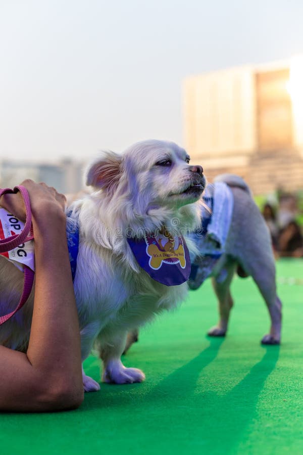 Cute dogs in an event. stock image. Image of puppy, funny - 276737863