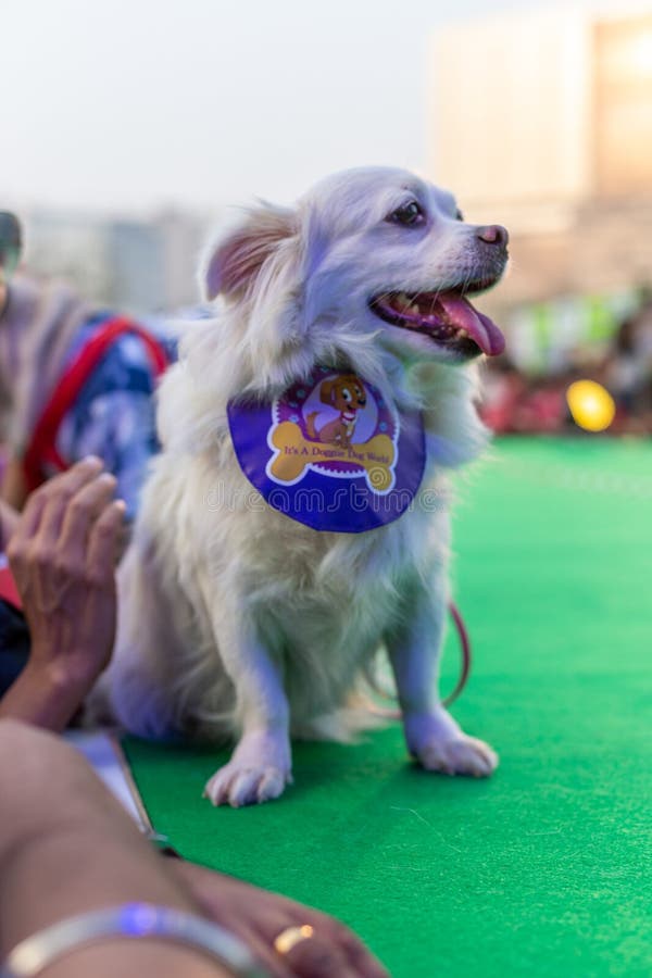 Cute dogs in an event. stock image. Image of animal - 276737873