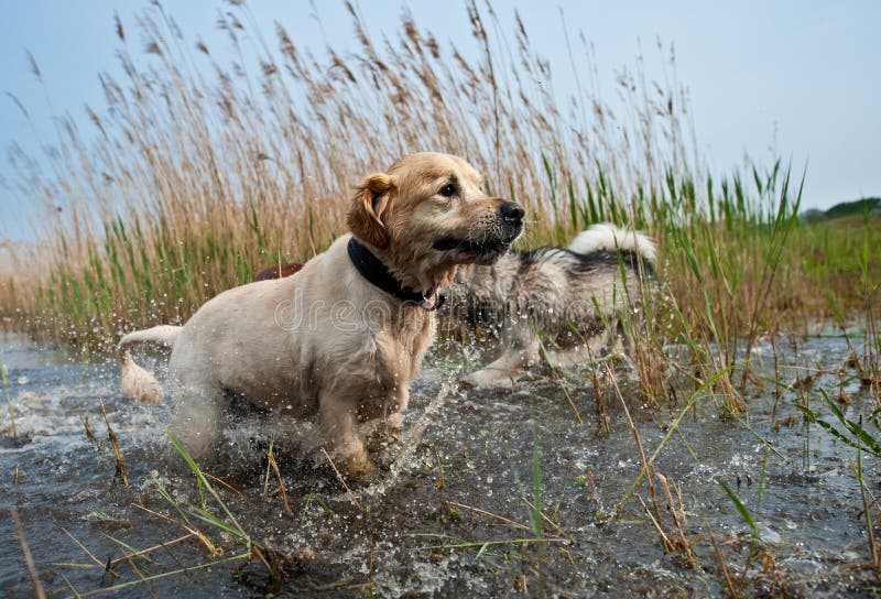 Cute dogs having fun stock photo. Image of brown, breed - 19331550
