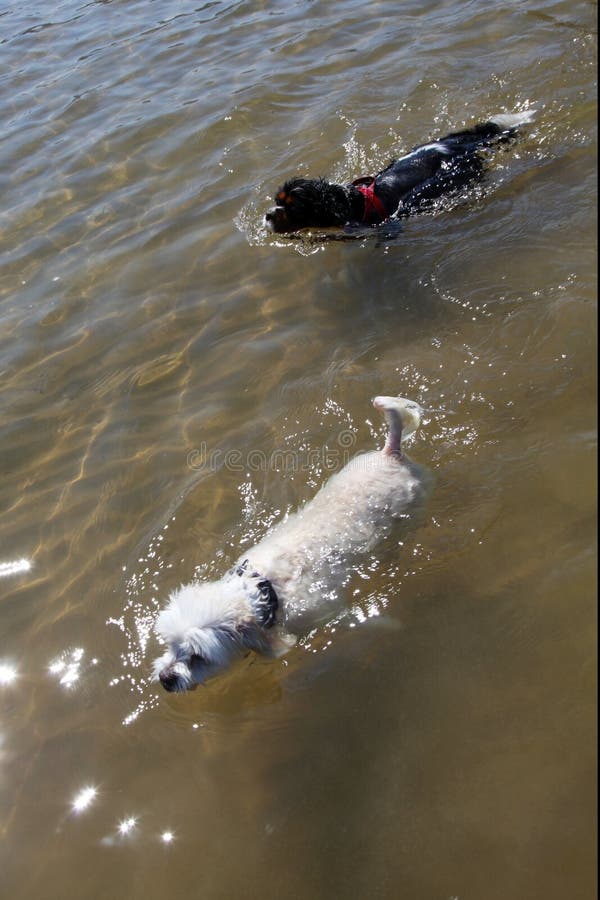 Cute Dogs Swimming in the Sea Stock Image - Image of beautiful ...
