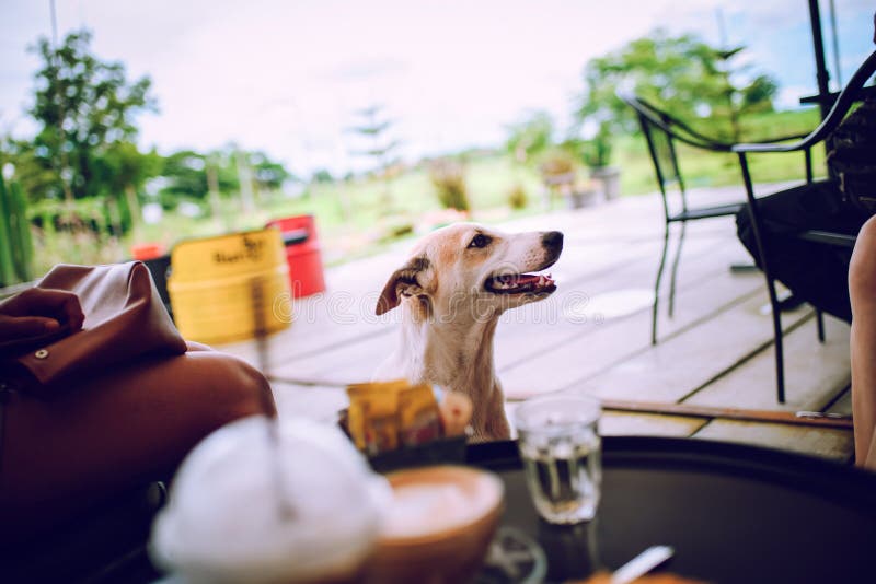 Cute dogs waiting for food stock image. Image of happy - 120978221
