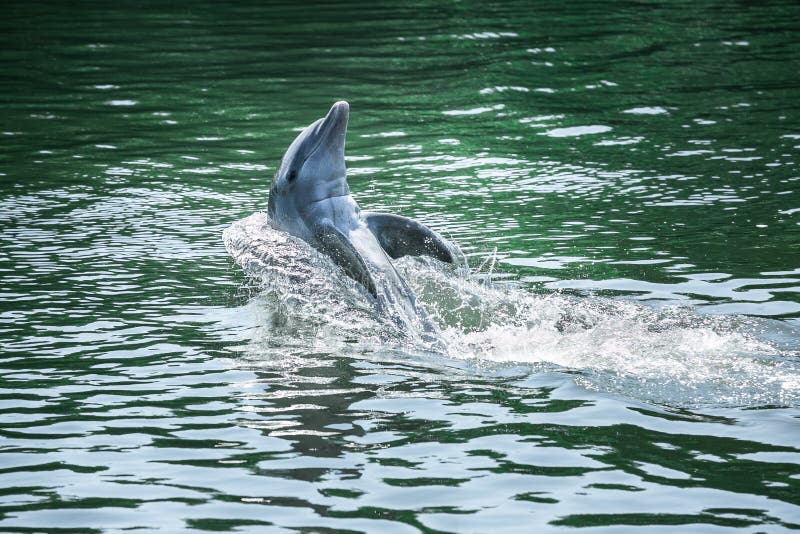 The cute dolphin stock image. Image of intelligent, aquarium - 113835741