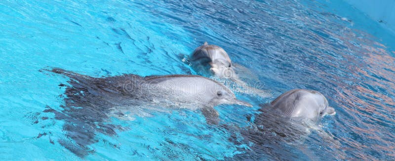 Cute Dolphins Dancing in Light-blue Water Stock Photo - Image of ...