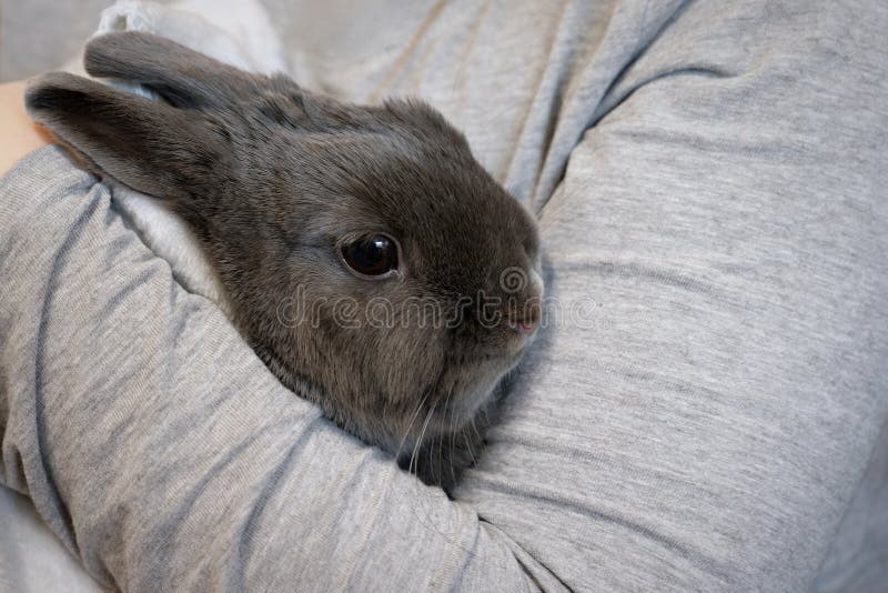 Cute Domestic Animal - Pet. Small Gray Dwarf Rabbit Stock Image - Image ...