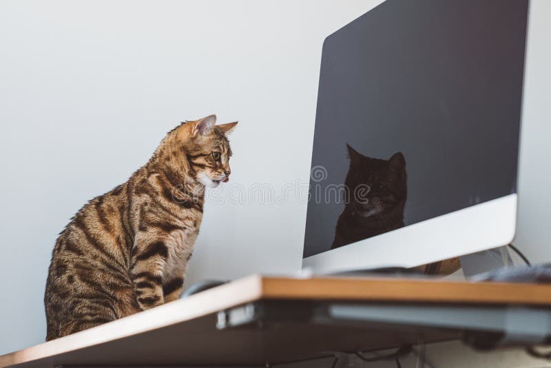 Cute Domestic Bengal Cat Standing on a Computer Desk Under the Lights ...
