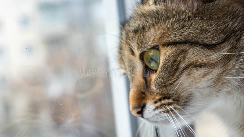 Cute Domestic Cat Looking in the Window. Reflected in Window Stock ...