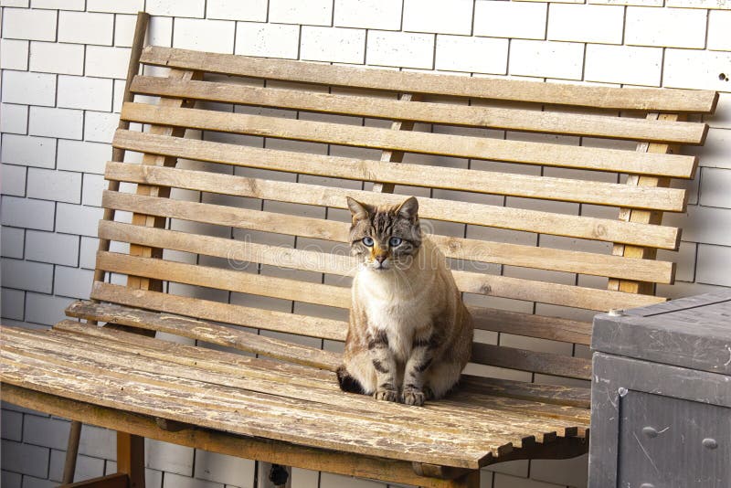 Cute Domestic Cat Sitting on a Benc Stock Image - Image of mammal ...