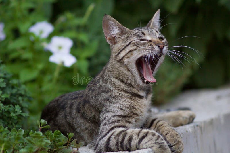 Cute domestic cat yawning stock image. Image of mammal - 60825501