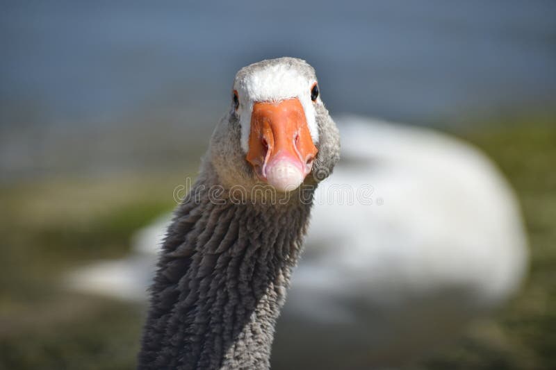 A Close-up of the Domestic Goose Stock Photo - Image of orange, bill ...