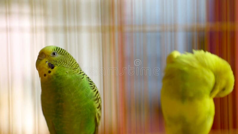 Cute Domestic Green Love Bird in a Cage Stock Footage - Video of bird ...