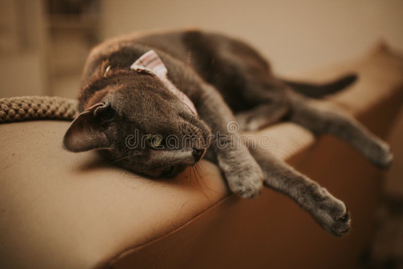 Cute Domestic Grey Cat with a Bow Tie Laying Down on the Sofa Stock ...