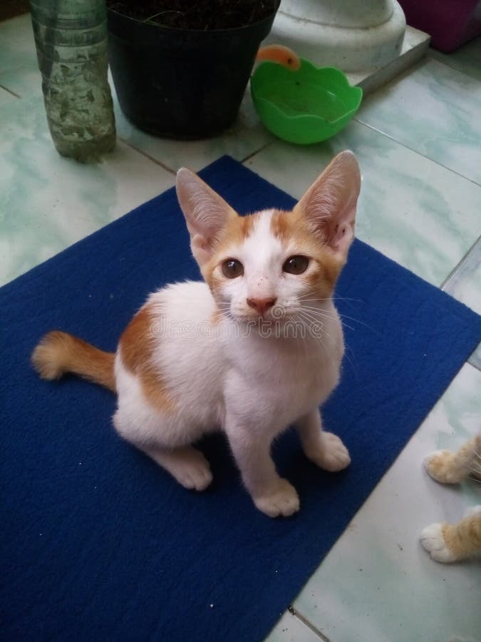 A Cute Domestic Kitten Looking at the Camera. so Cute and Adorable ...
