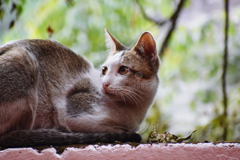 A cute domestic pet cat stock photo. Image of wildlife - 238624950