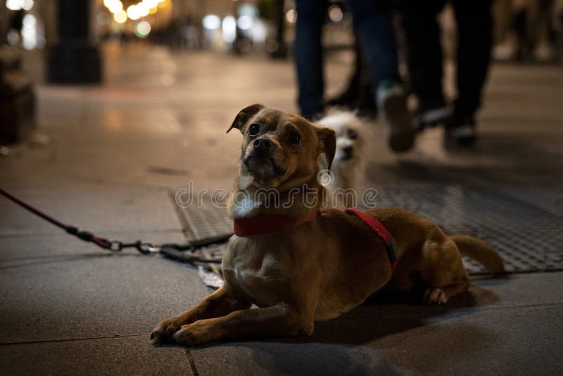 Cute Domestic Puppy Sitting on the Sidewalk at Night Stock Photo ...
