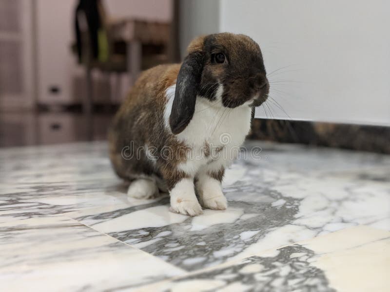 Cute domestic rabbit stock image. Image of hare, brown - 131743651