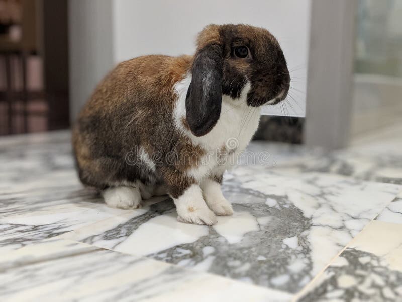 Cute domestic rabbit stock image. Image of studio, grey - 136254031