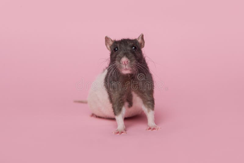 1,823 Rat Pink Background Stock Photos - Free & Royalty-Free Stock ...