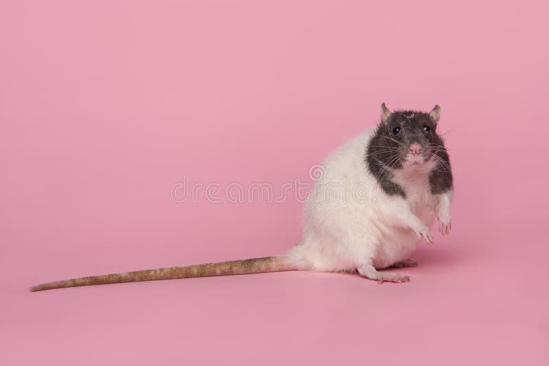 Cute Domestic Rat Sitting on a Pink Background Seen from the Side Stock ...