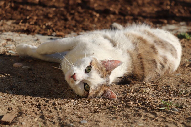 Adorable Cat Lying on the Ground Stock Photo - Image of wildlife ...