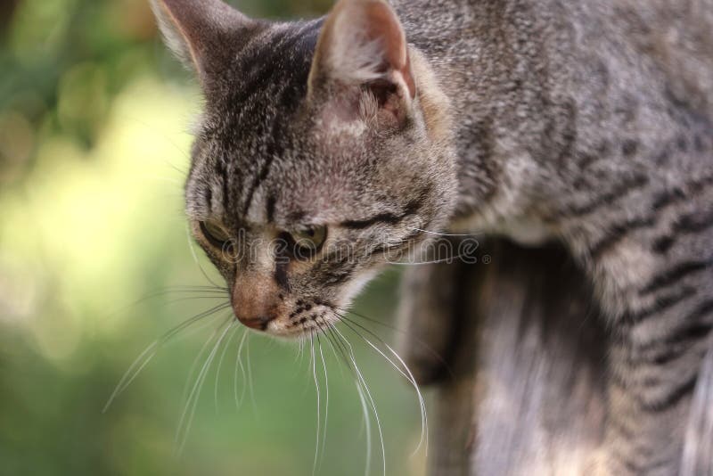 Cute Domestic Tiger Cat. Selective Focus Stock Image - Image of grass ...