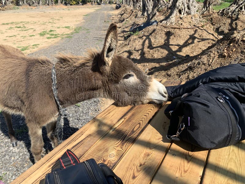 Donkey Asks for Tourists a Treat Stock Image - Image of animal ...