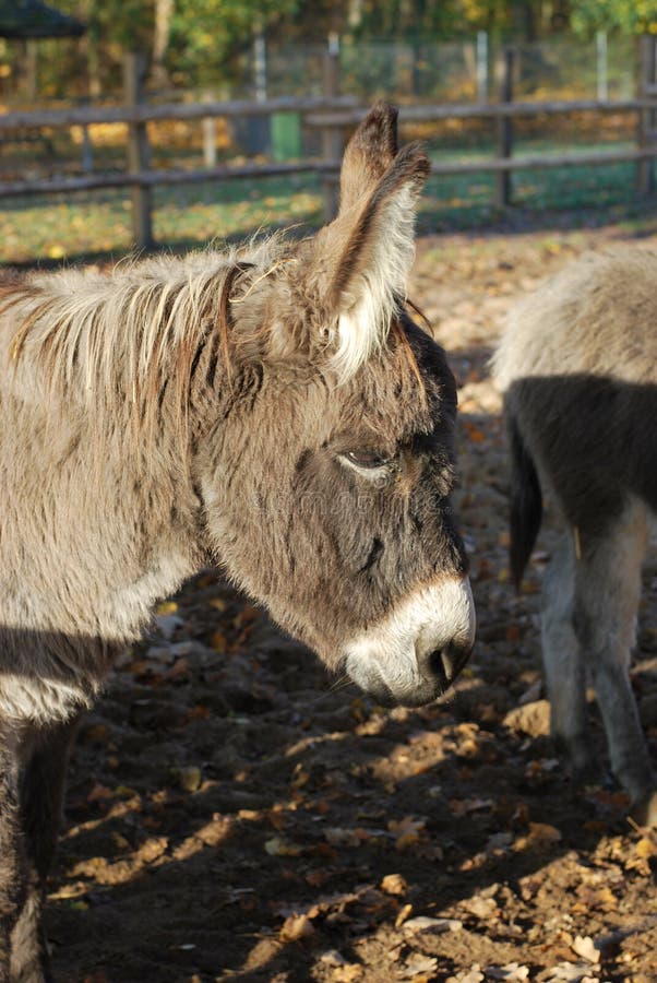 Donkey stock photo. Image of donkey, farms, wildlife - 264196388