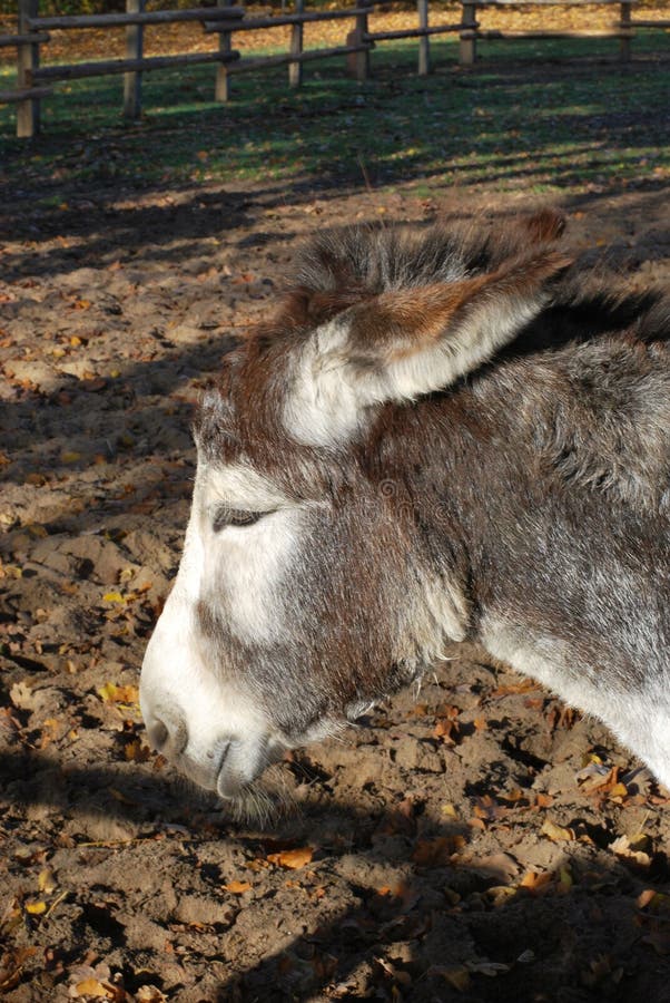 Donkey stock photo. Image of mammal, donkey, donkies - 264197522