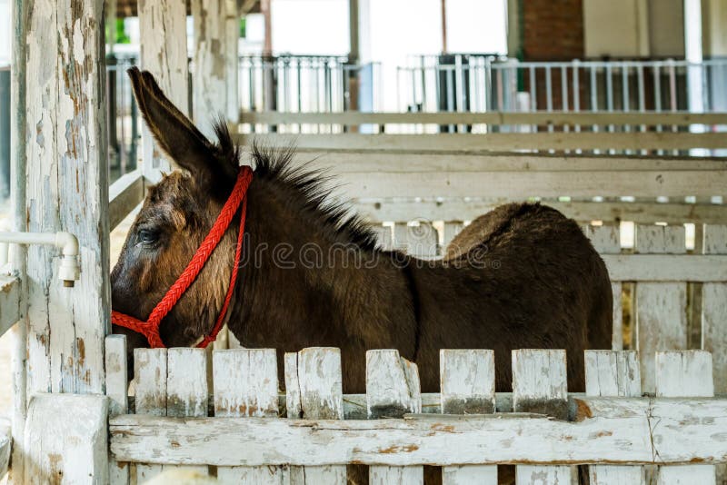 Cute donkey in farm pen stock photo. Image of domestic - 280838372