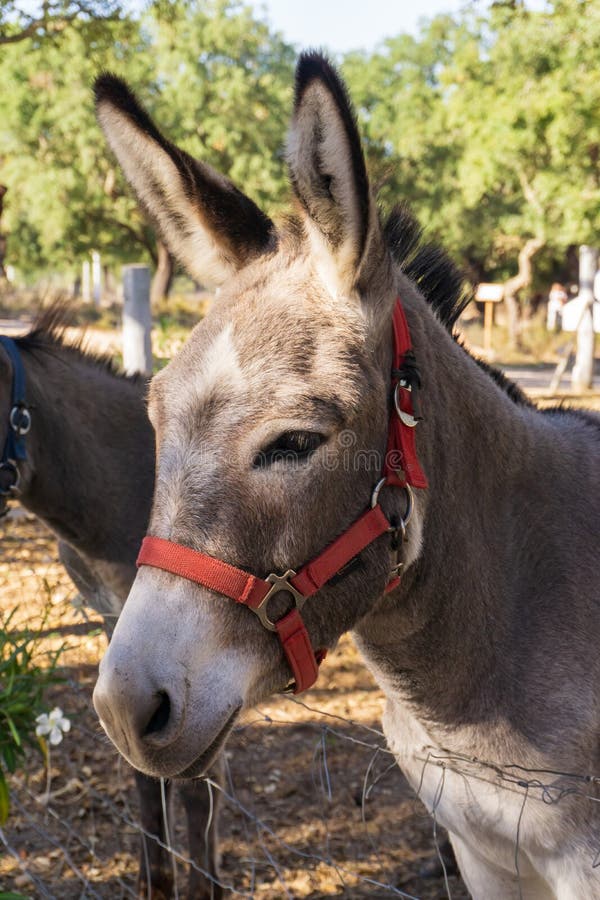 Cute Donkey on a Farm with a Red Bridle Stock Image - Image of farming ...