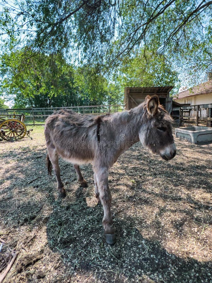 Cute donkey on the farm stock photo. Image of animal - 251849882