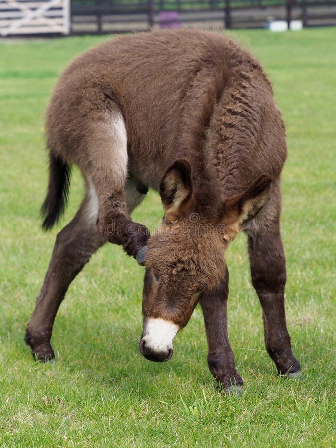 Cute Donkey Foal stock photo. Image of mule, animal - 103400846