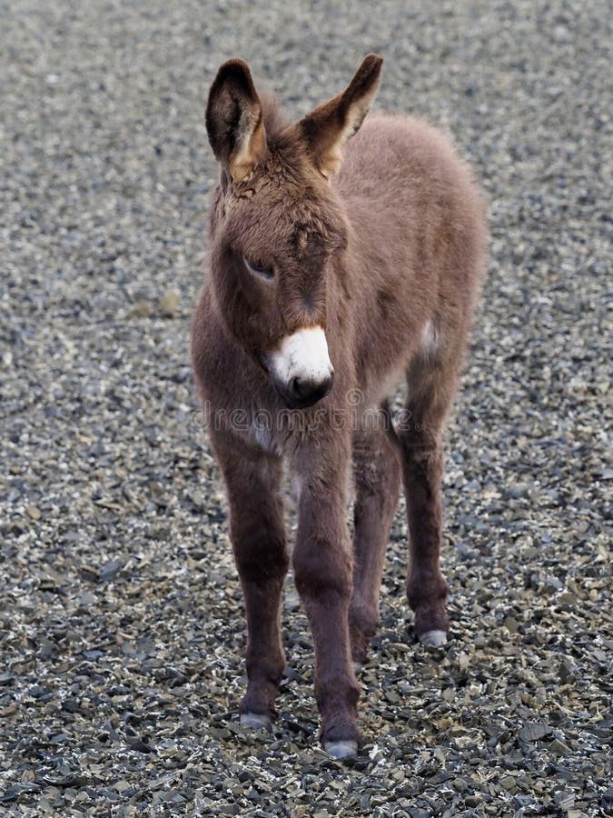 Cute Baby Donkey stock image. Image of cute, nativity - 213076945