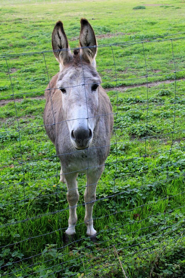 Cute Donkey stock photo. Image of domestic, cute, mammal - 81837250