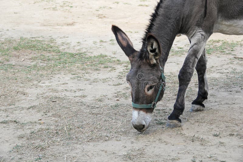 Cute Donkey Outdoors Close Up Stock Photo - Image of livestock, pasture ...