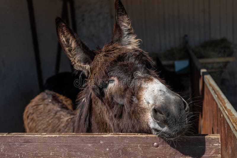 Cute Donkey in a Paddock. the Donkey Pulls Its Muzzle Out of the Hedge ...