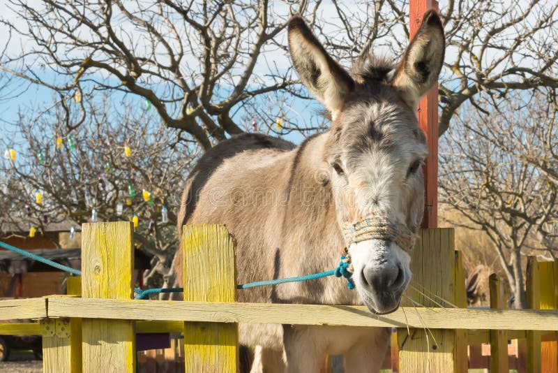 Cute Donkey Portrait at a Park. Stock Photo - Image of mammal, cute ...