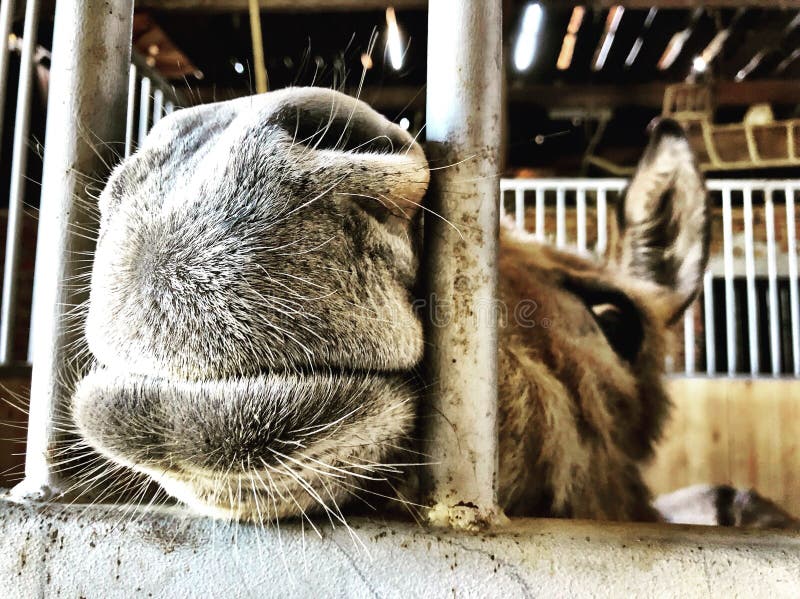 Donkey nose stock photo. Image of nose, bars, ears, cute - 121316068