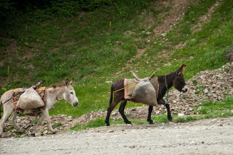 Cute Donkeys Carrying Heavy Supplies Stock Photo - Image of heavy ...