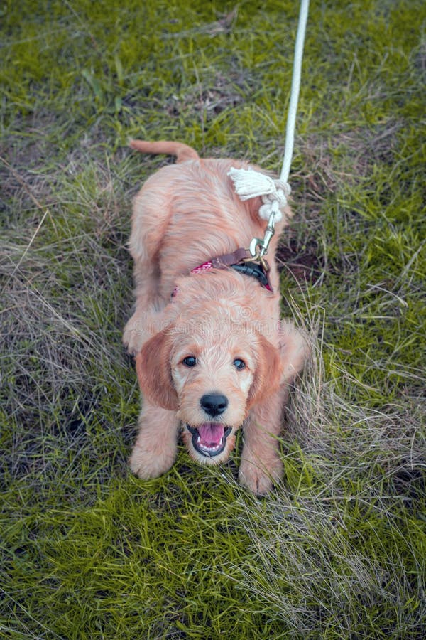 Cute Doodle Red Setter Puppy Stock Photo - Image of portrait, curly ...