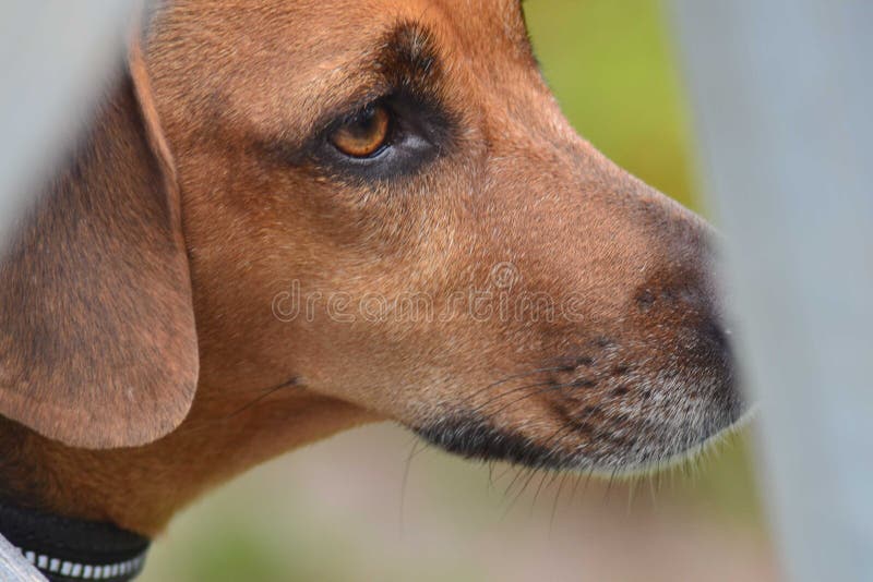 Cute drog portrait stock image. Image of portrait, side - 131319921