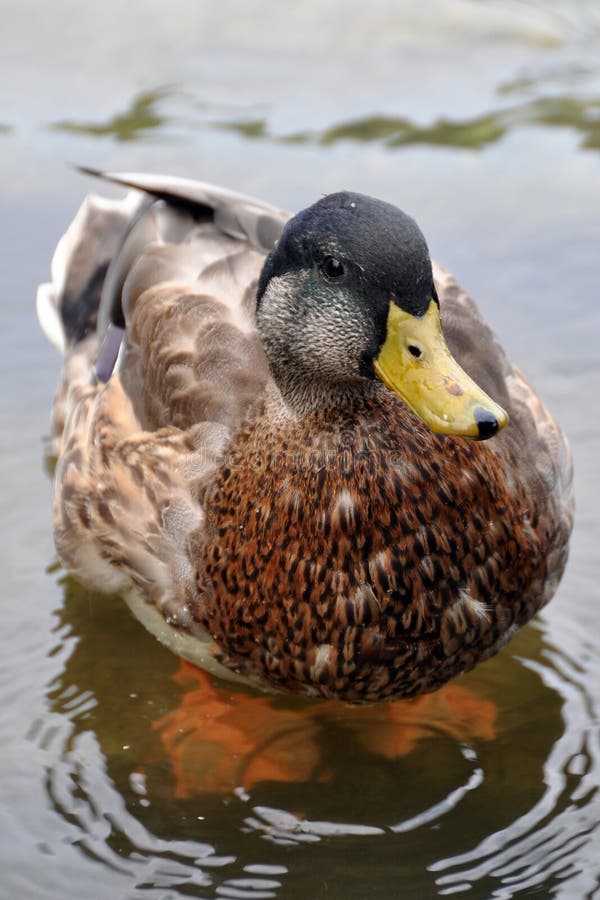 Cute Duck stock image. Image of camera, posing, duck - 10837793